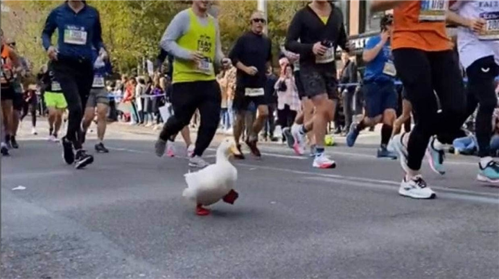 Video vịt lạch bạch chạy thi marathon với người gây bão mạng